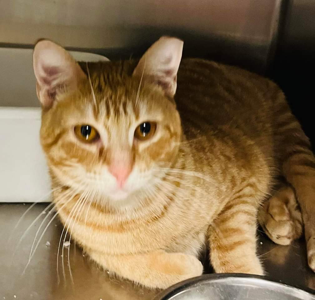 Cats for Adoption in Rogers, Minnesota | Alpha Paw
