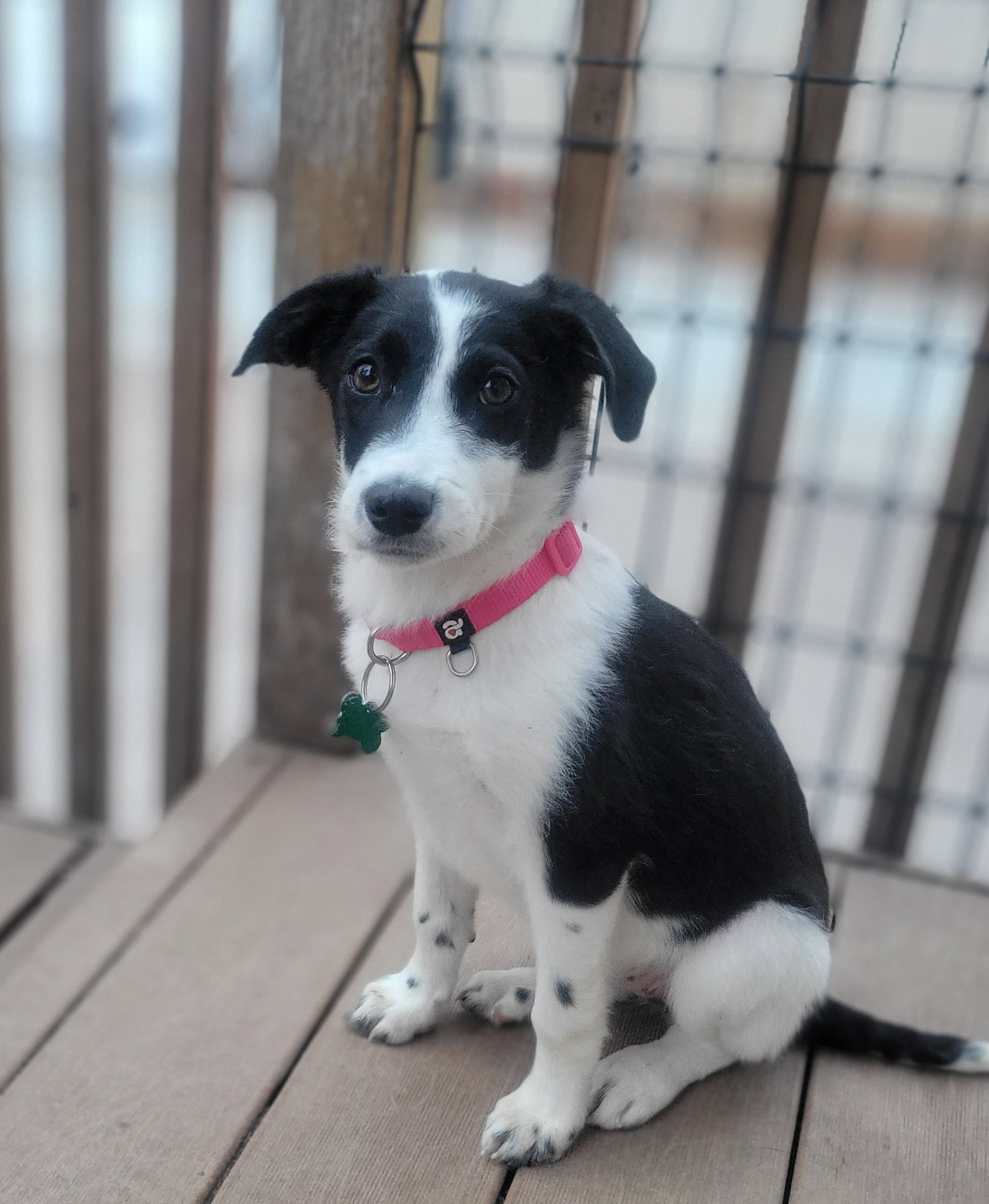 Dog for Adoption - Amora, a Australian Cattle Dog/Blue Heeler in Rush ...