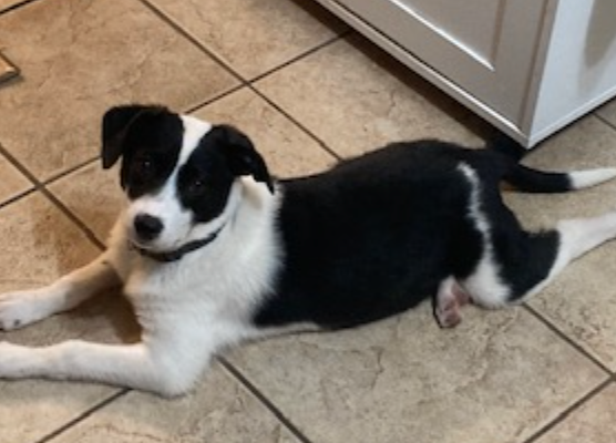 Dog for Adoption - Paris, a Australian Cattle Dog/Blue Heeler in Saint ...