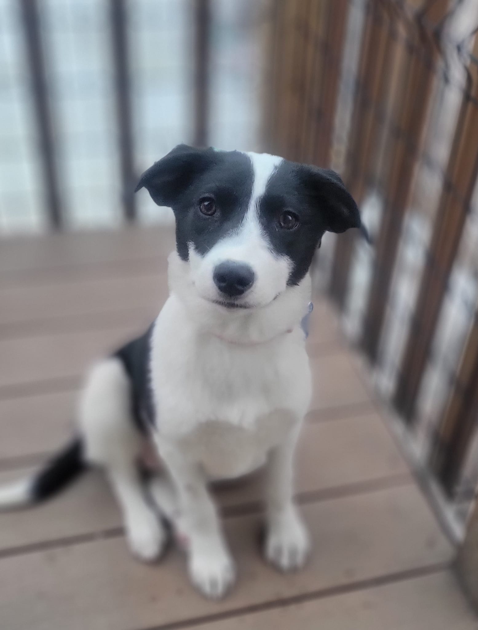 Dog for Adoption - Paris, a Australian Cattle Dog/Blue Heeler in Saint ...
