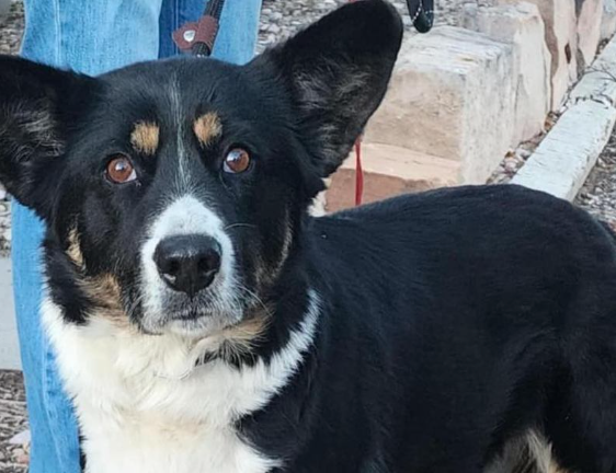 Dog for Adoption - Banjo, a Australian Cattle Dog/Blue Heeler in Center ...