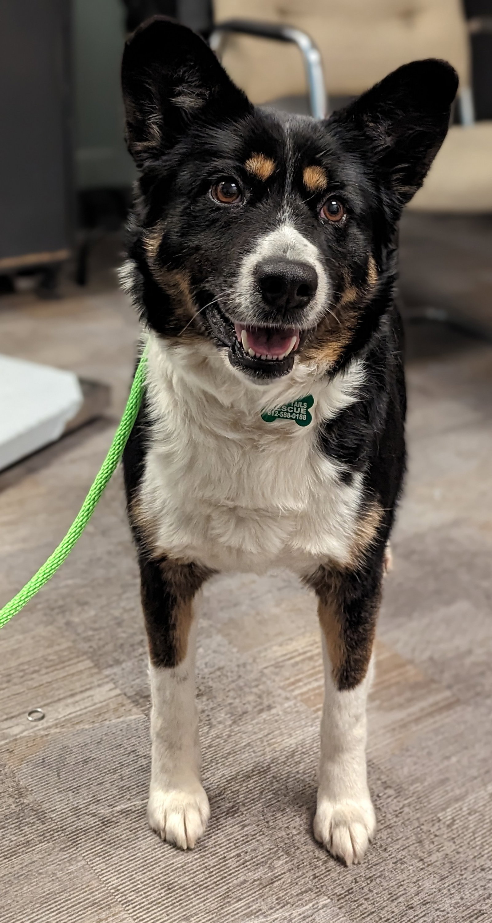 Dog for Adoption - Banjo, a Australian Cattle Dog/Blue Heeler in Center ...