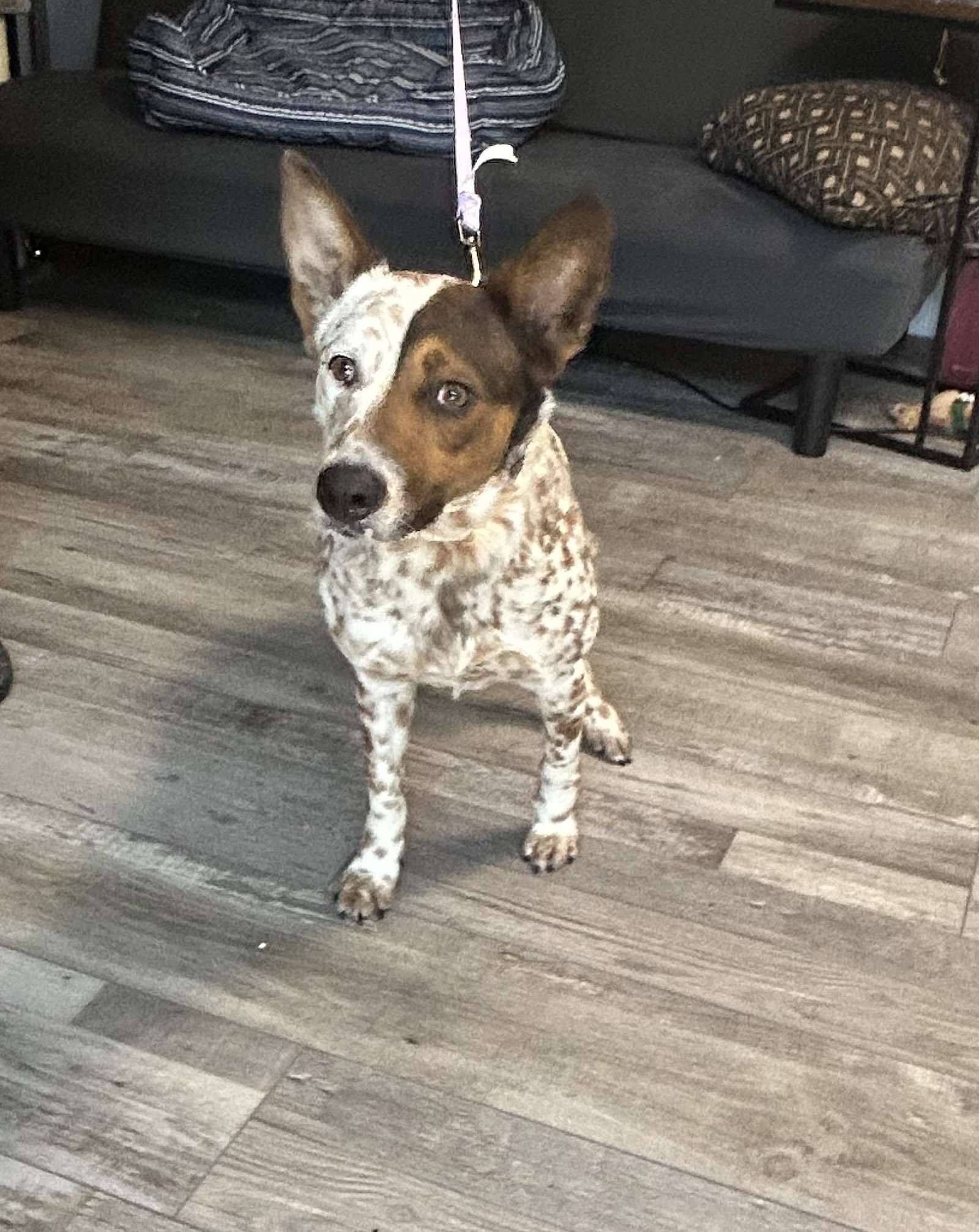 Dog for Adoption - Jane, a Australian Cattle Dog/Blue Heeler in ...