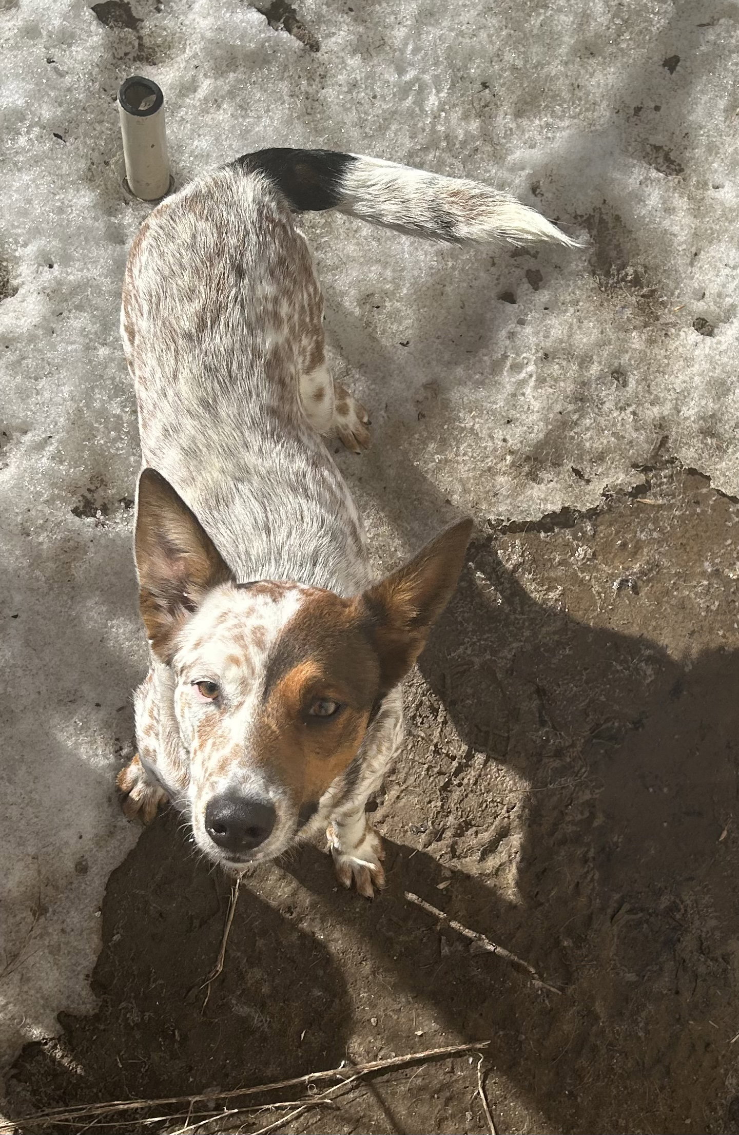 Dog for Adoption - Jane, a Australian Cattle Dog/Blue Heeler in ...
