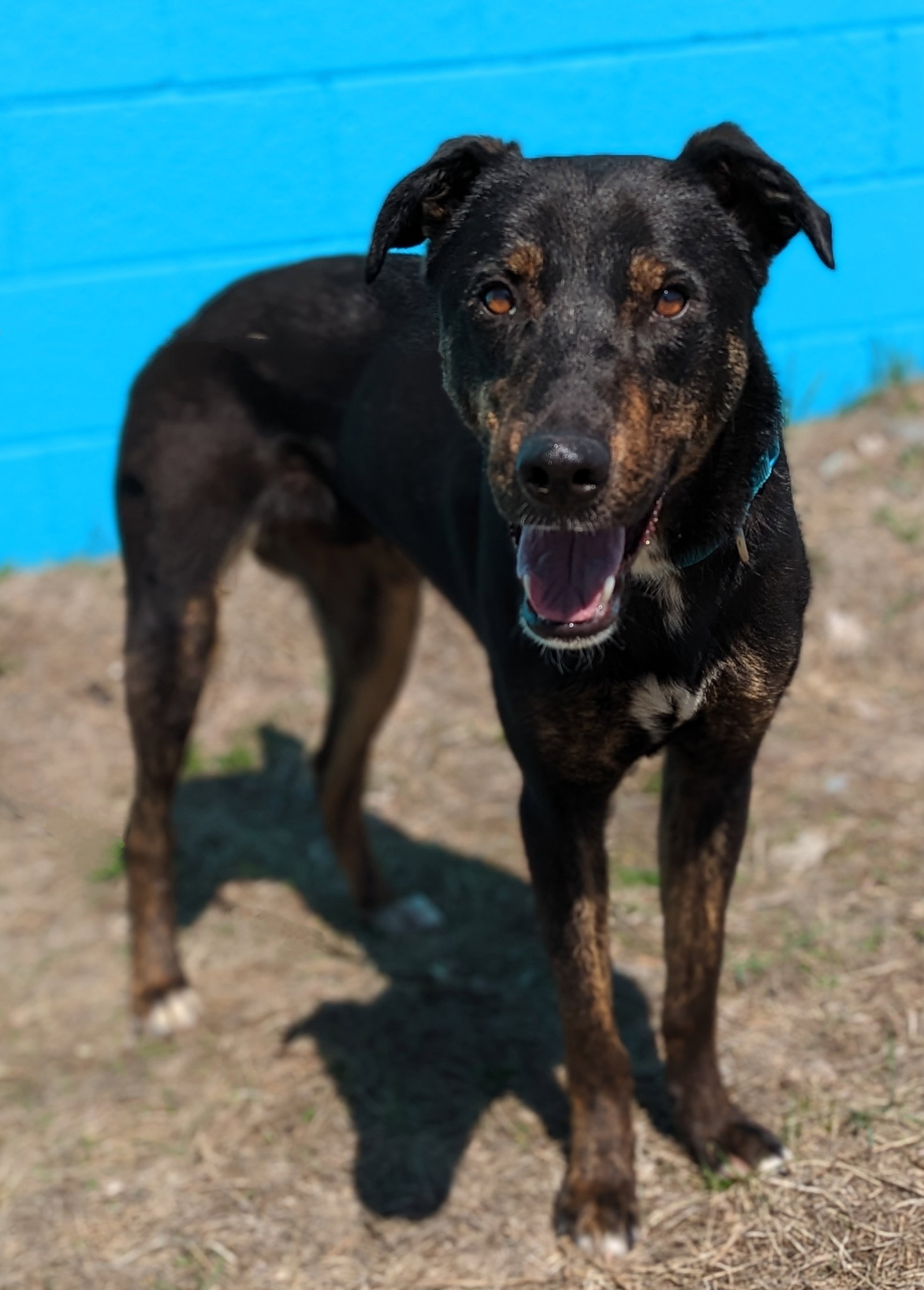 Dog for Adoption - Paco, a Doberman Pinscher in Buffalo, MN | Alpha Paw