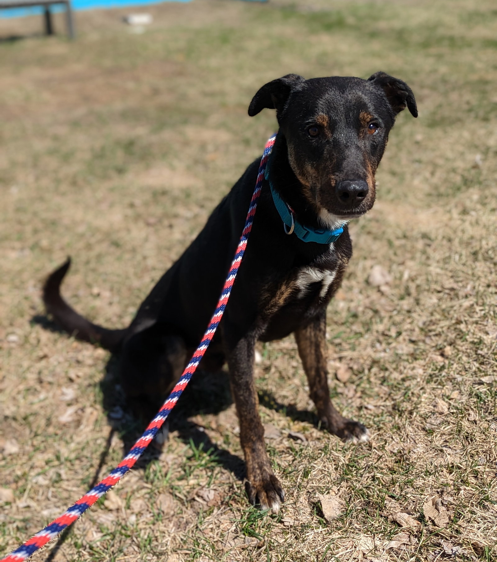 Dog for Adoption - Paco, a Doberman Pinscher in Buffalo, MN | Alpha Paw