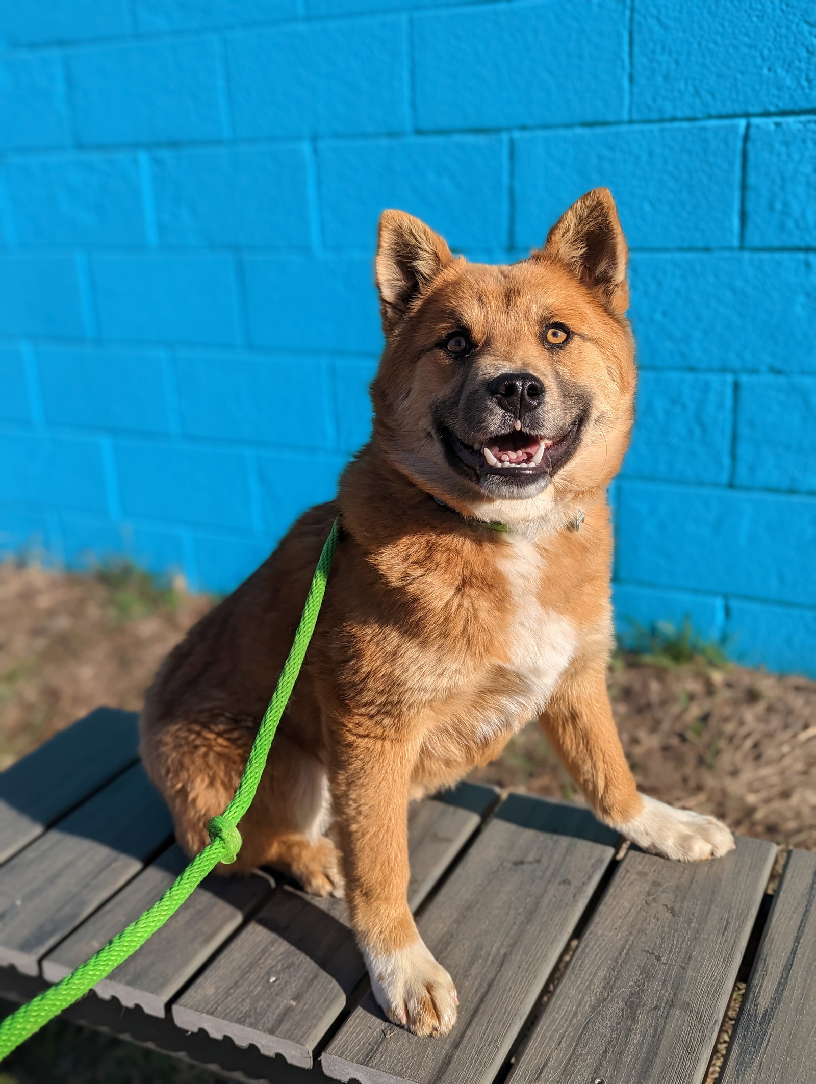 Dog for Adoption - Trace, a Shiba Inu in Victoria, MN | Alpha Paw