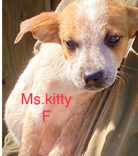 Dog for Adoption - Ms Kitty, a Australian Cattle Dog/Blue Heeler in ...