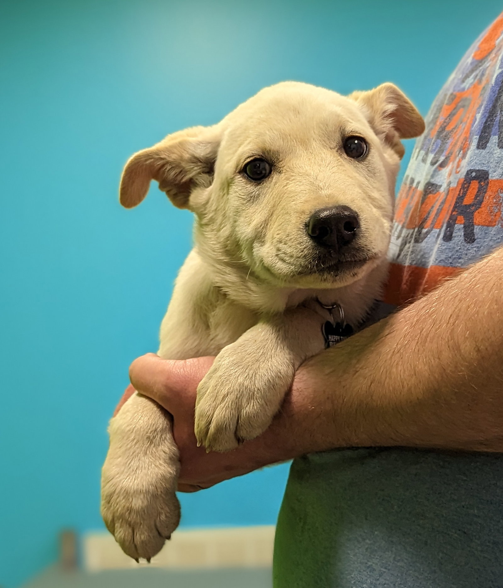 Dog for Adoption - Heidi, a Golden Retriever in Brooklyn Park, MN ...