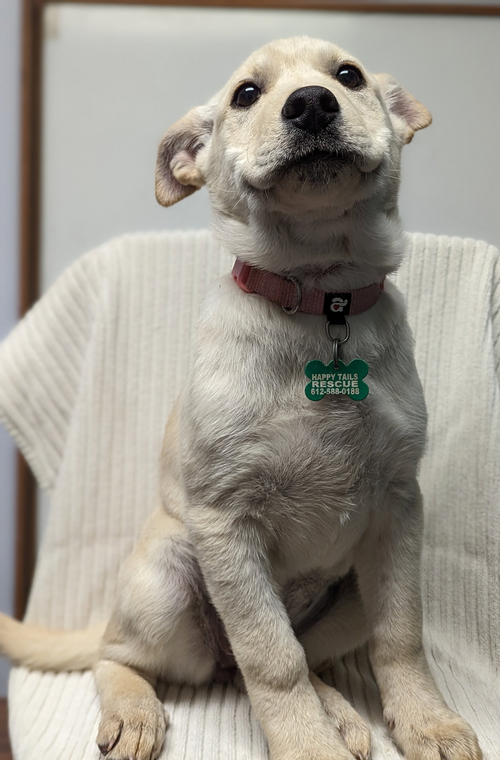 Dog for Adoption - Heidi, a Golden Retriever in Brooklyn Park, MN ...