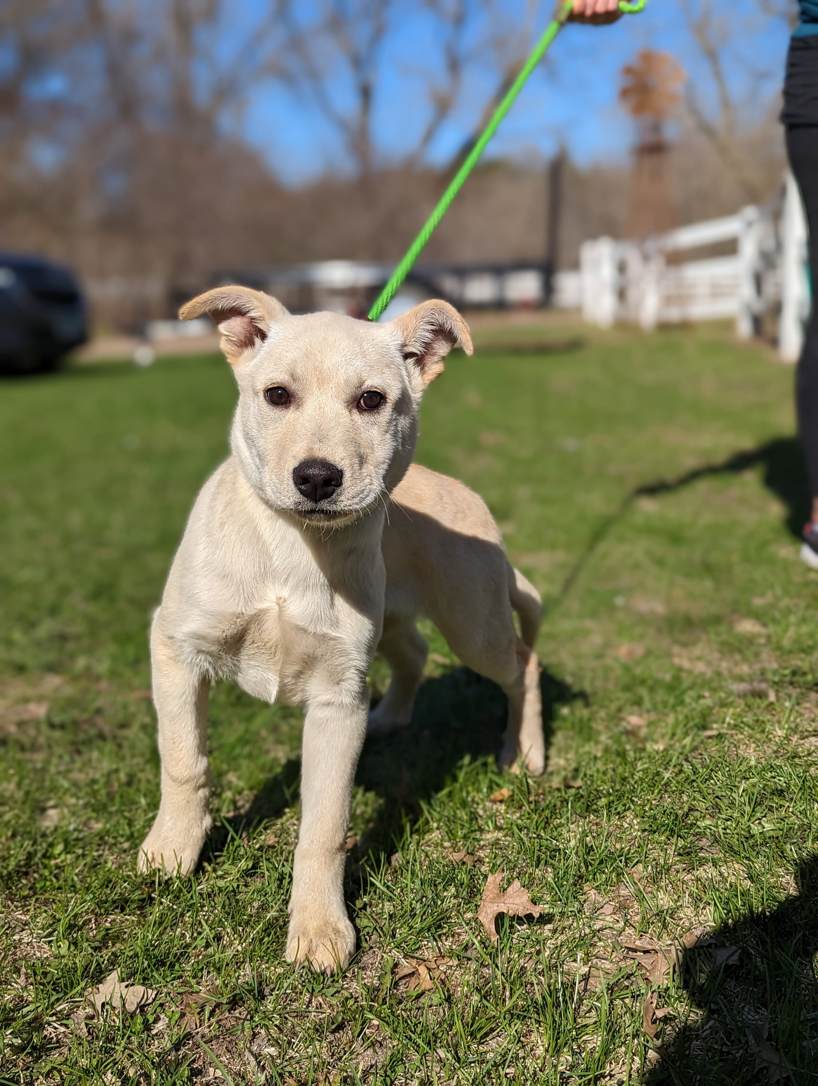 Dog for Adoption - Heidi, a Golden Retriever in Brooklyn Park, MN ...
