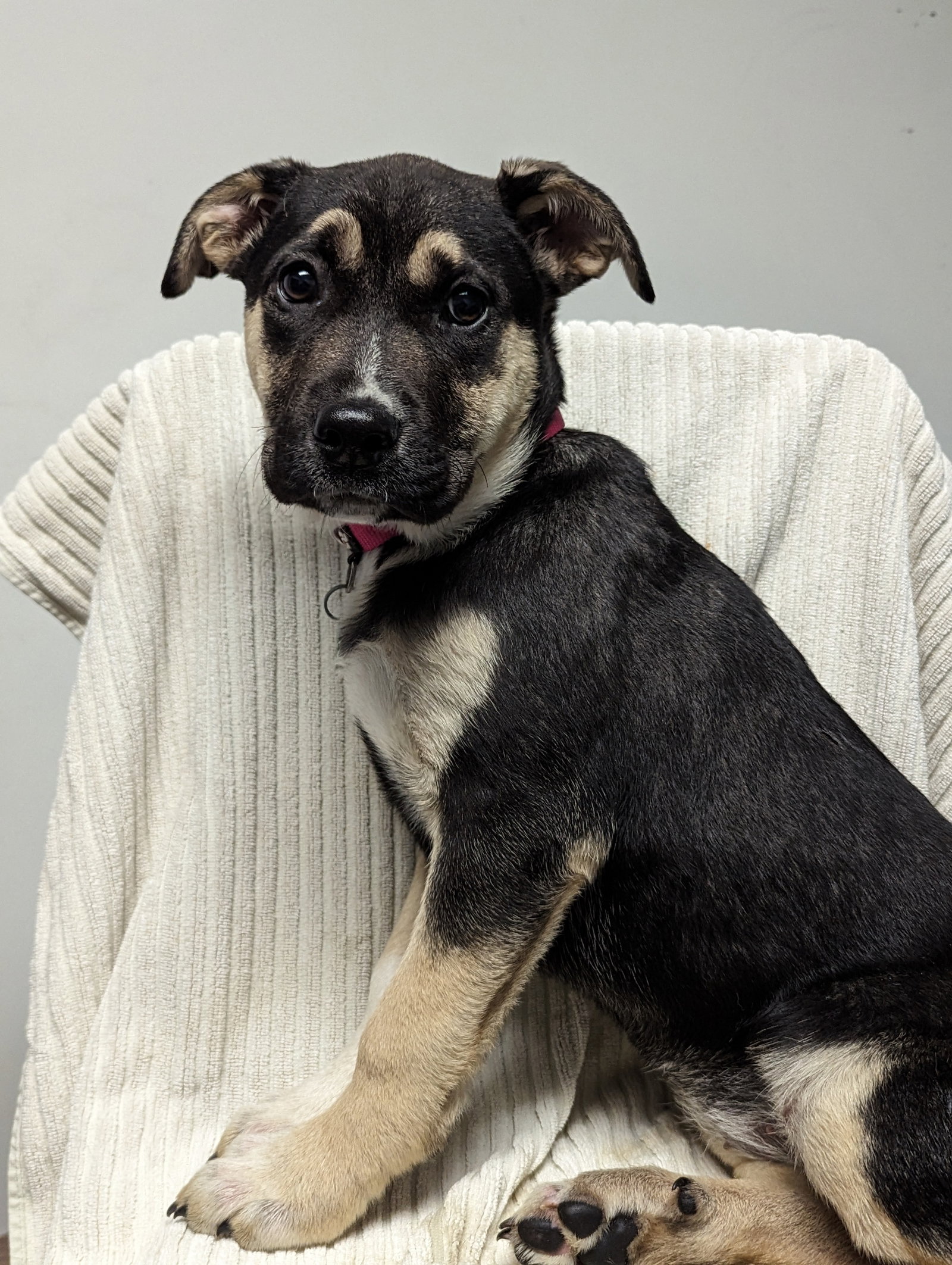 Dog for Adoption - Gretchen, a Shepherd in Saint Paul Park, MN | Alpha Paw