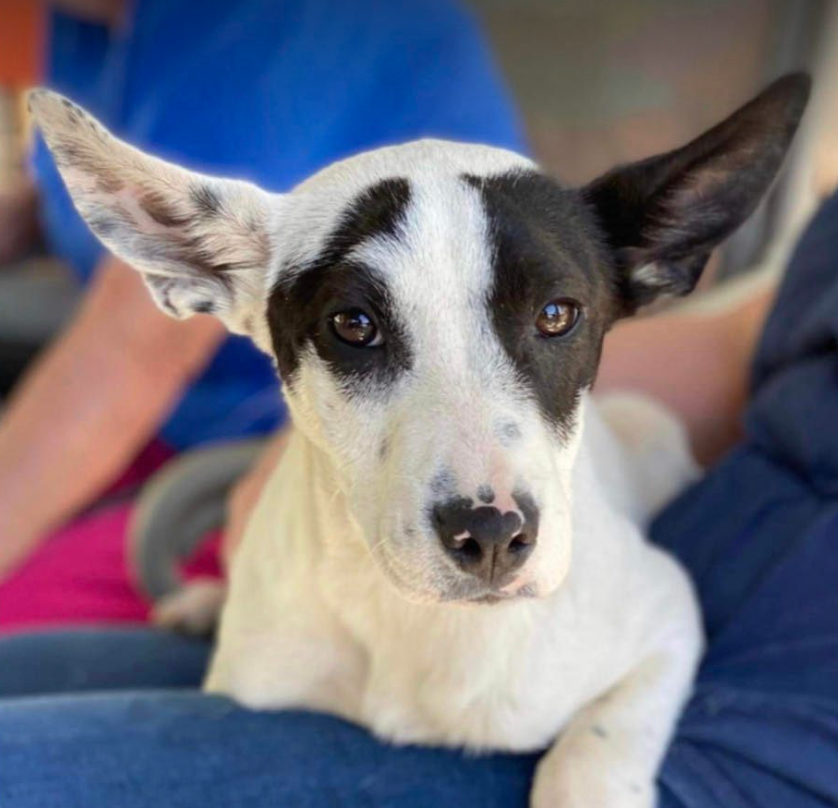 Dog for Adoption - Pia, a Chihuahua in Minneapolis, MN | Alpha Paw