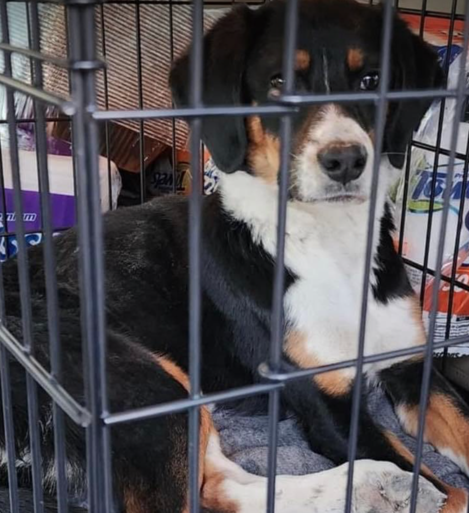 Dog for Adoption - Patootie, a Hound in Edina, MN | Alpha Paw