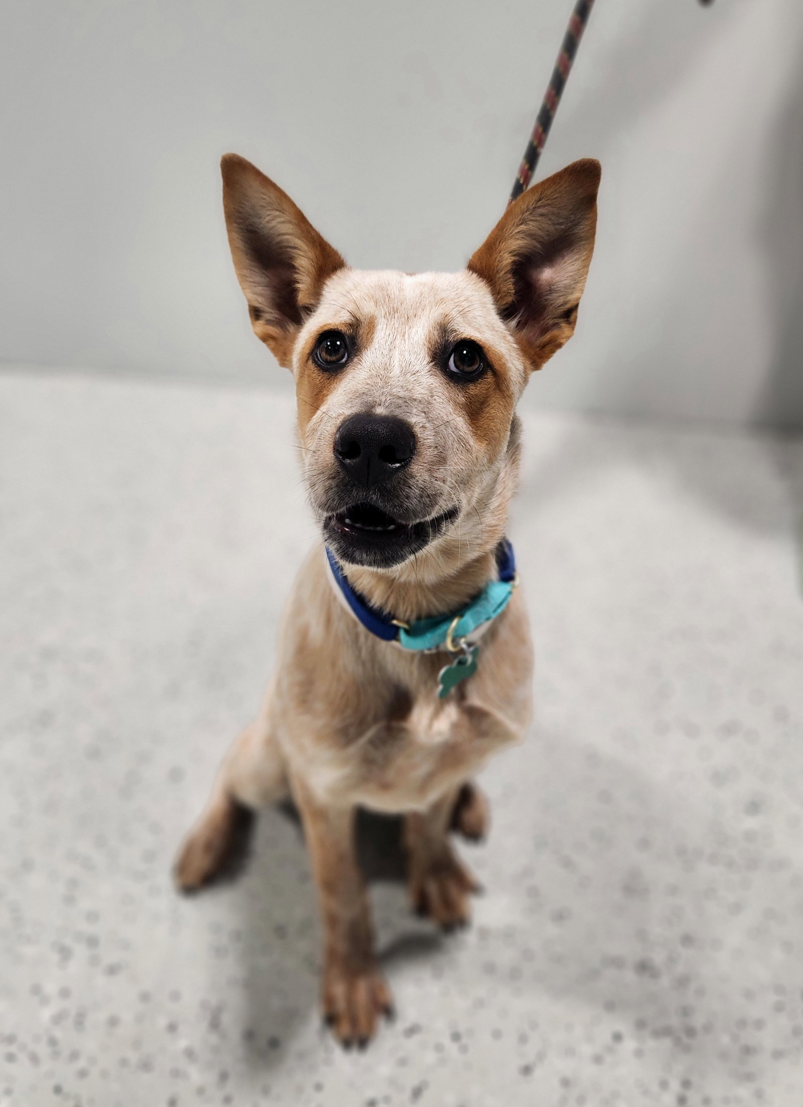 Dog for Adoption - Bennet, a Australian Cattle Dog/Blue Heeler in New ...