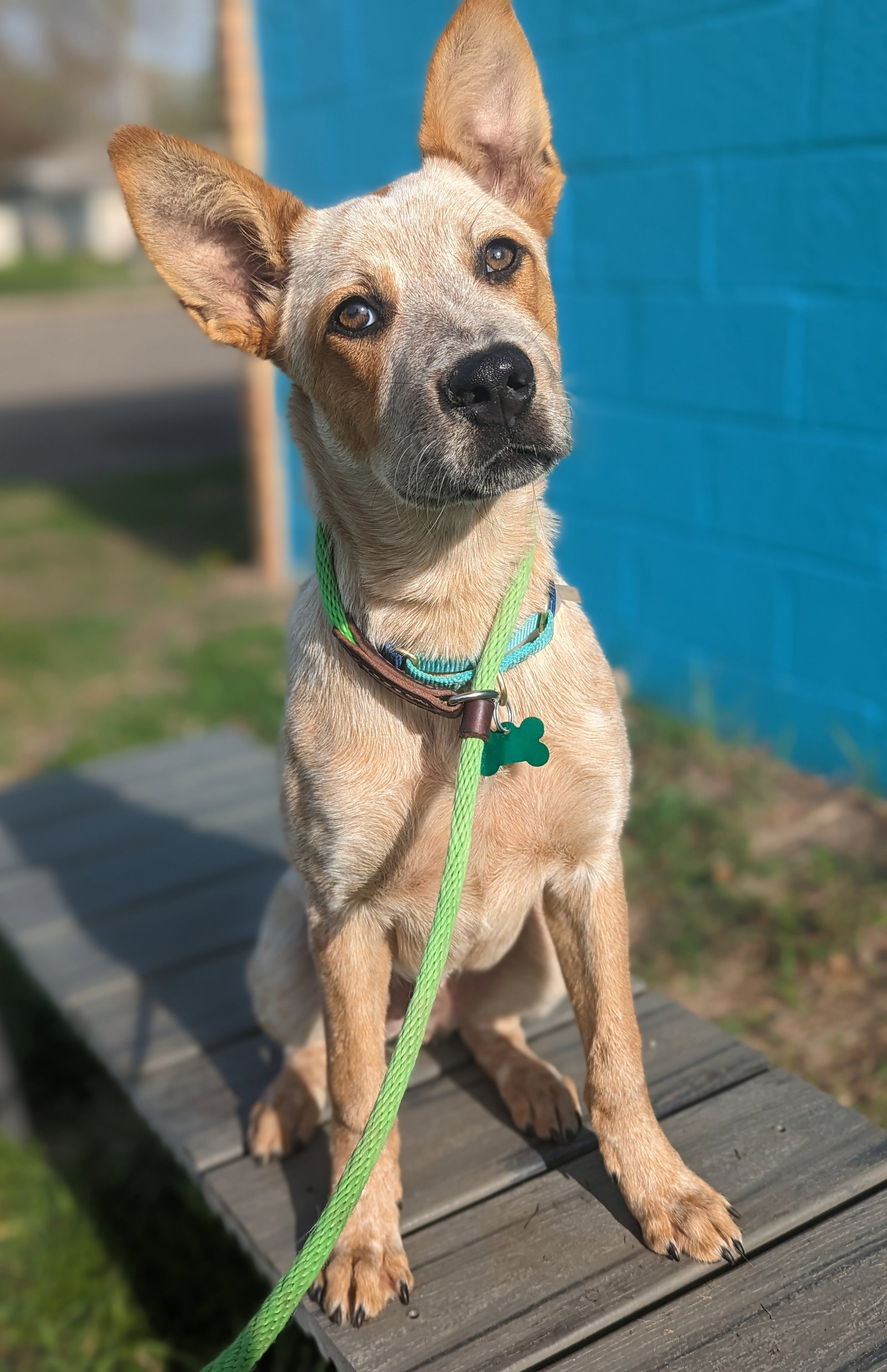 Dog for Adoption - Bennet, a Australian Cattle Dog/Blue Heeler in New ...