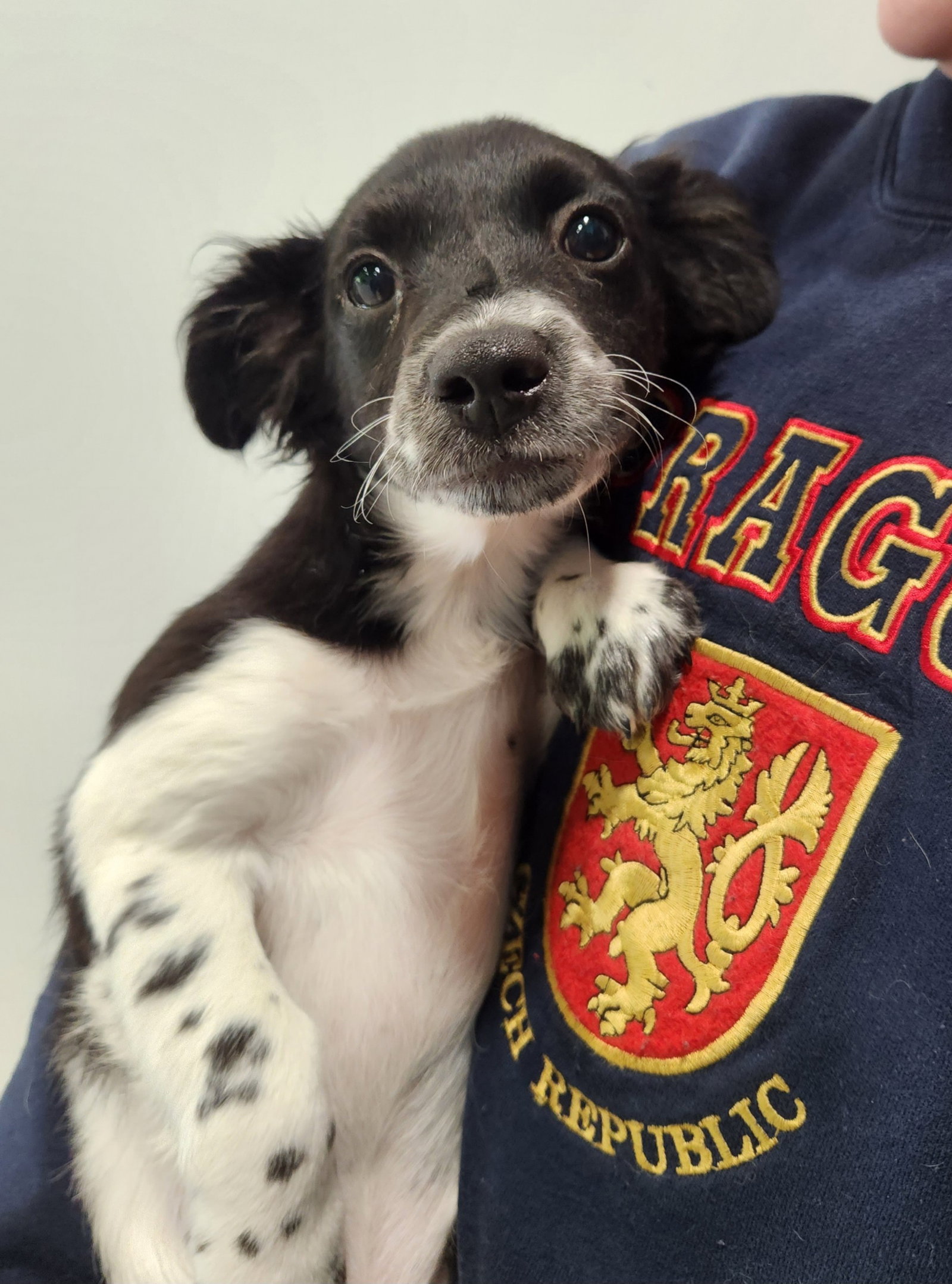 Dog for Adoption - Patches, a Chihuahua in Sartell, MN | Alpha Paw