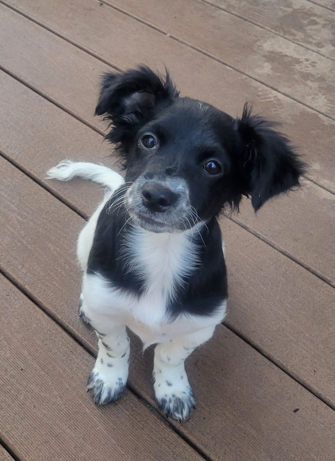Dog for Adoption - Patches, a Chihuahua in Sartell, MN | Alpha Paw