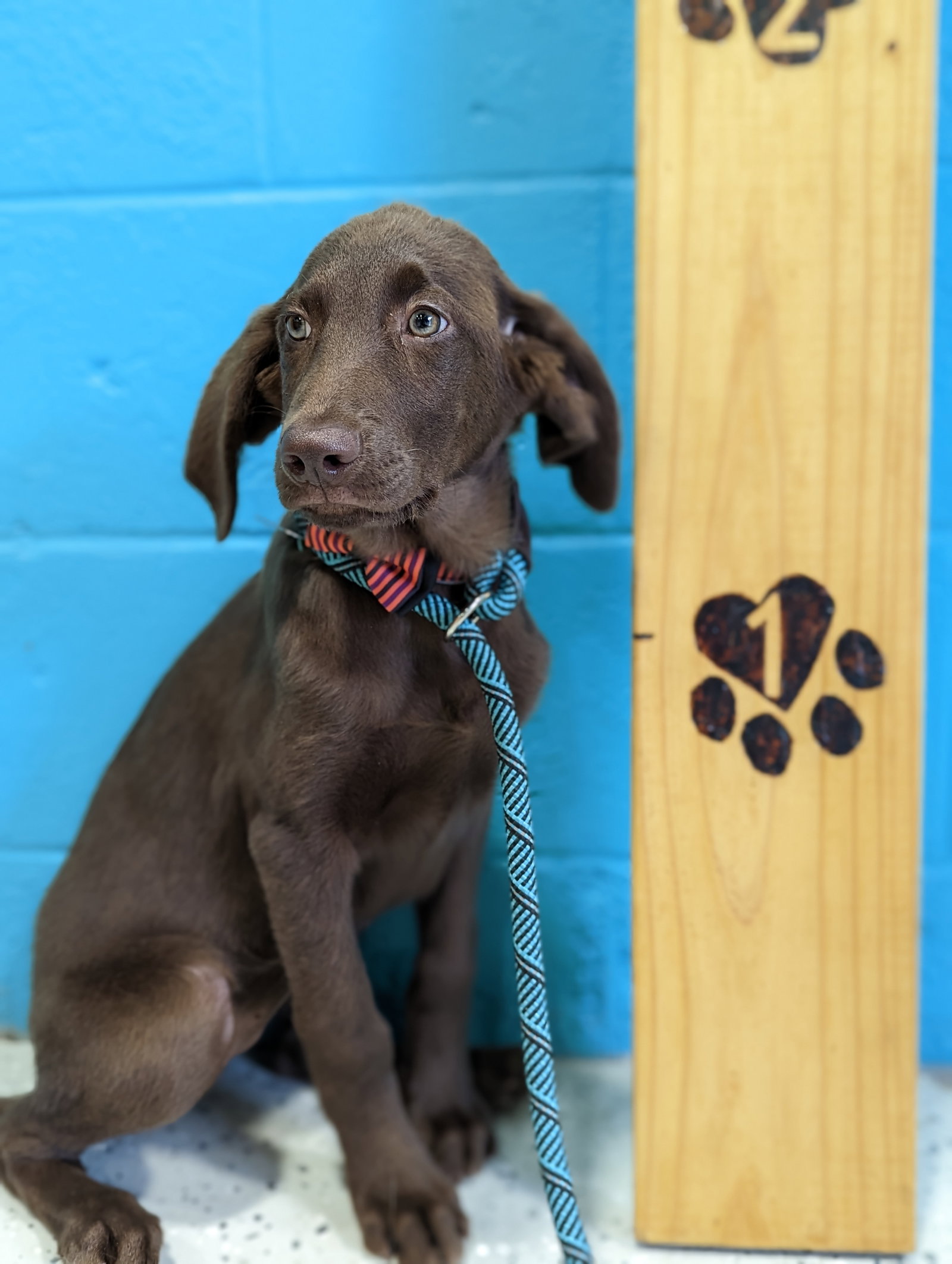 Dog for Adoption - Lady Bird, a Labrador Retriever in Edina, MN | Alpha Paw