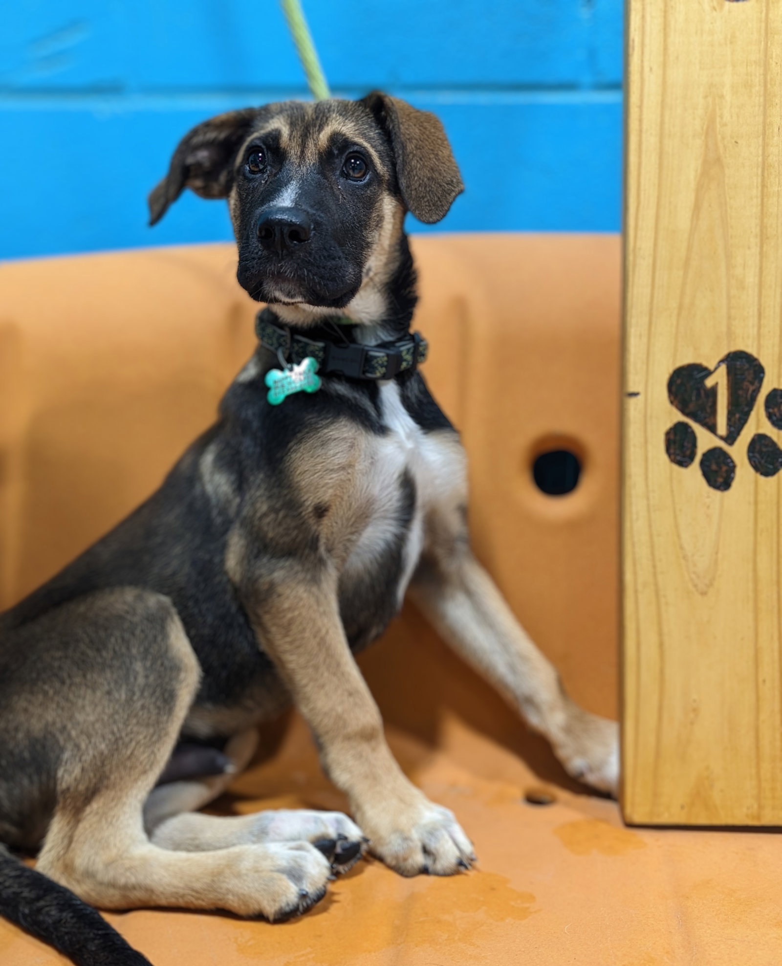 Dog for Adoption - Manny, a German Shepherd Dog in Rockford, MN | Alpha Paw