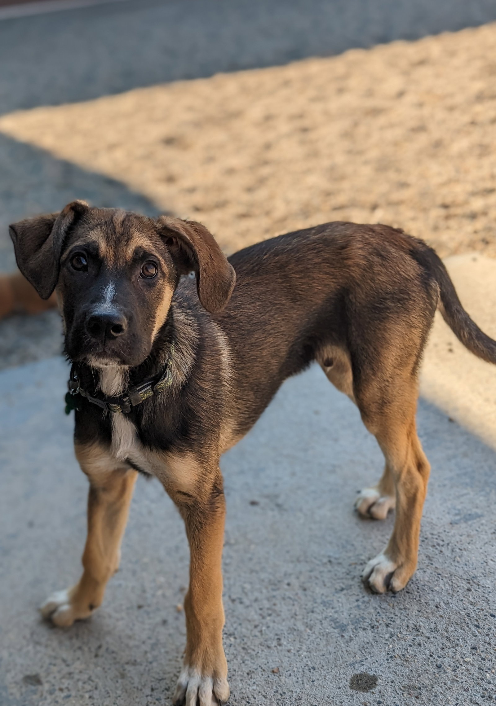 Dog for Adoption - Manny, a German Shepherd Dog in Rockford, MN | Alpha Paw