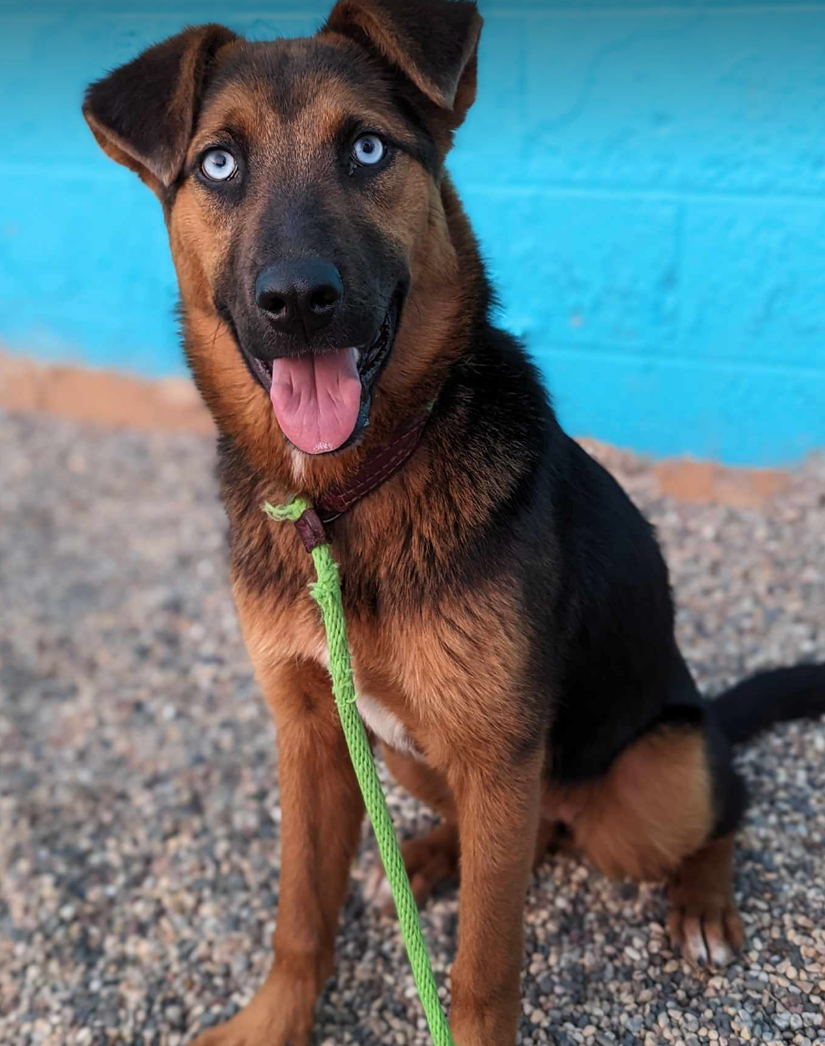 Dog for Adoption - FANCY, a German Shepherd Dog in Ham Lake, MN | Alpha Paw