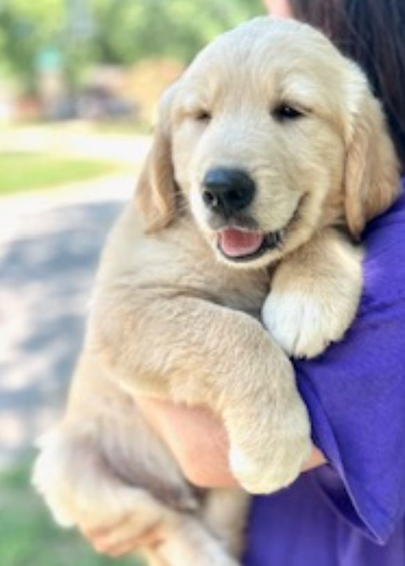 Dog for Adoption - Baron, a Golden Retriever in Savage, MN | Alpha Paw