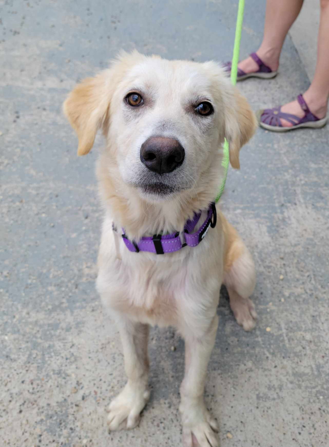 Dog for Adoption - Annabelle Dog, a Golden Retriever in Columbus, MN ...