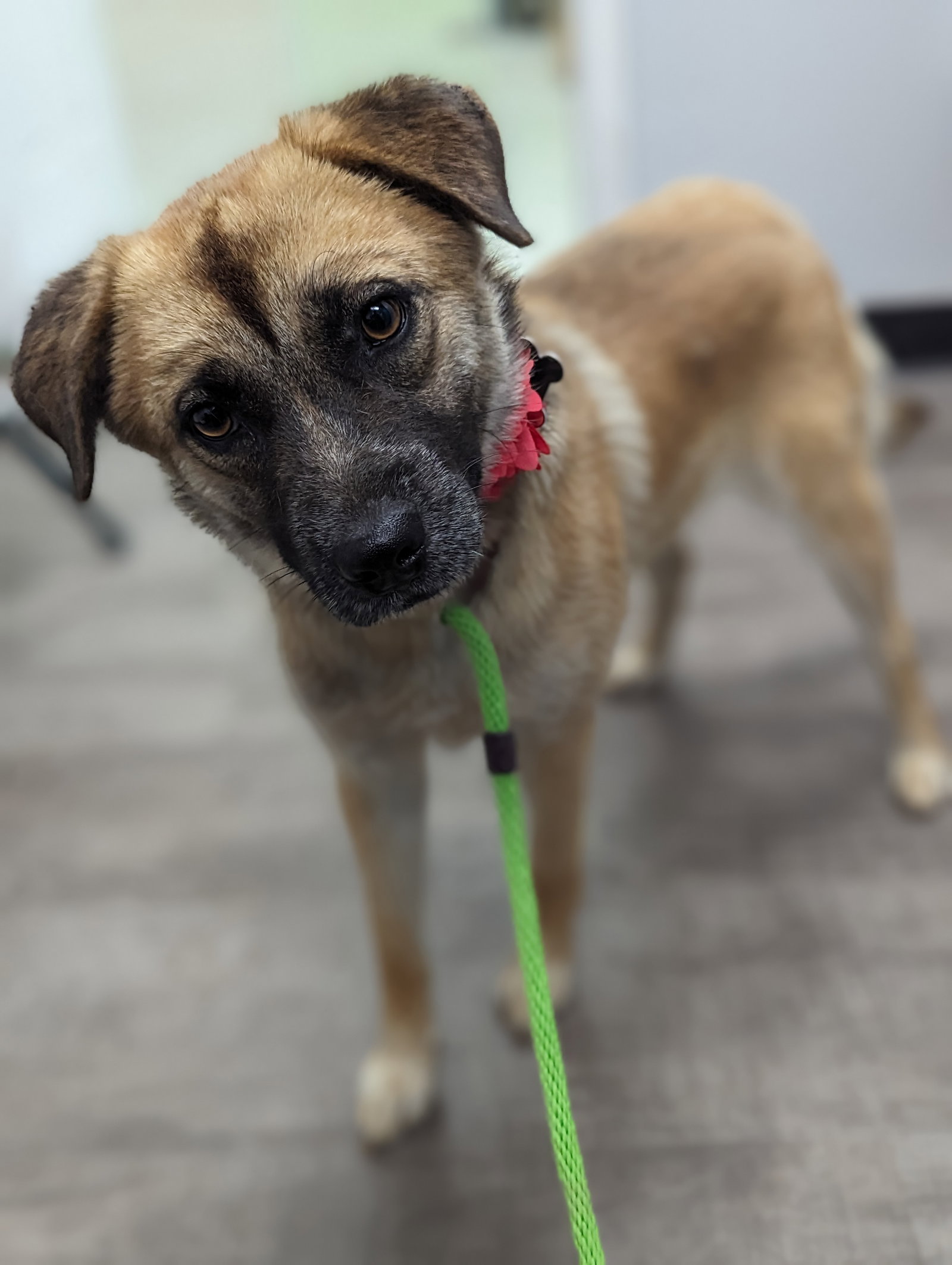 Dog for Adoption - Sprite, a Boxer in Saint Paul, MN | Alpha Paw
