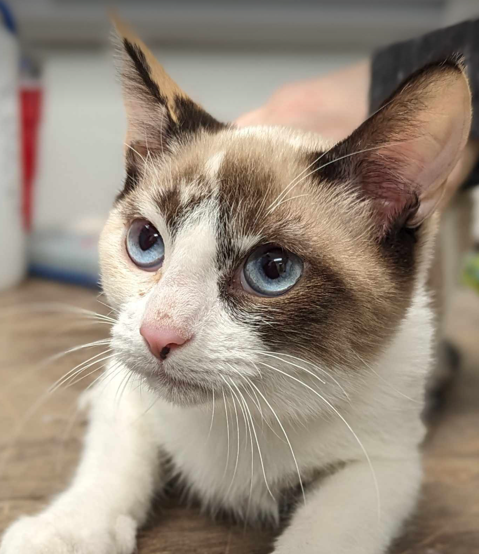 Cats for Adoption in Richfield, Minnesota | Alpha Paw