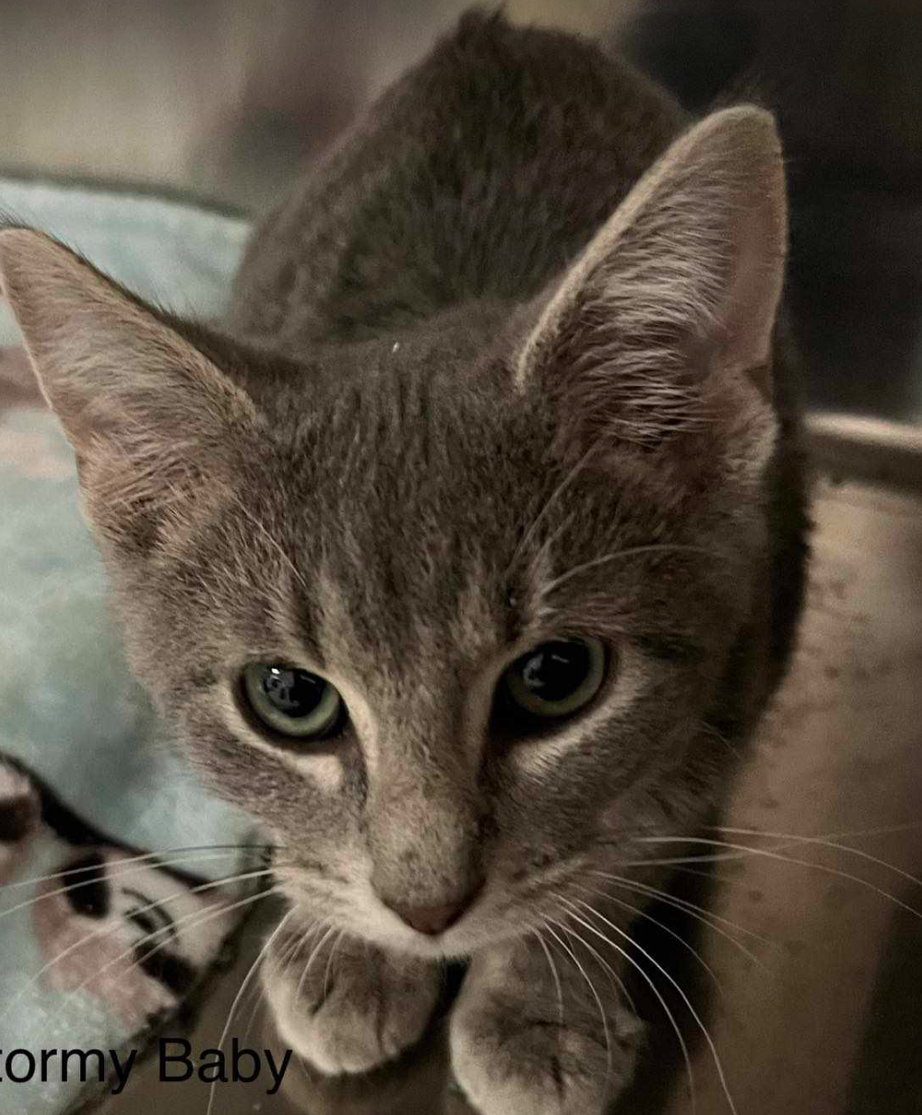 Stormy Baby's Web Page