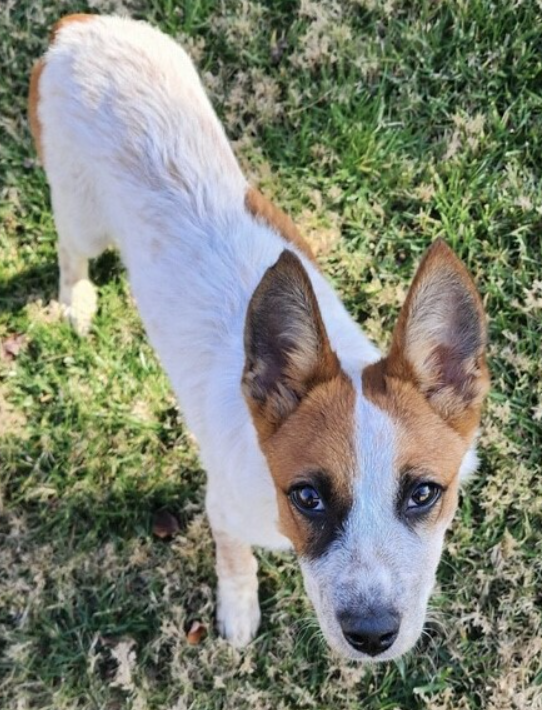 Dog for Adoption - Tazzy, a Australian Cattle Dog/Blue Heeler in ...