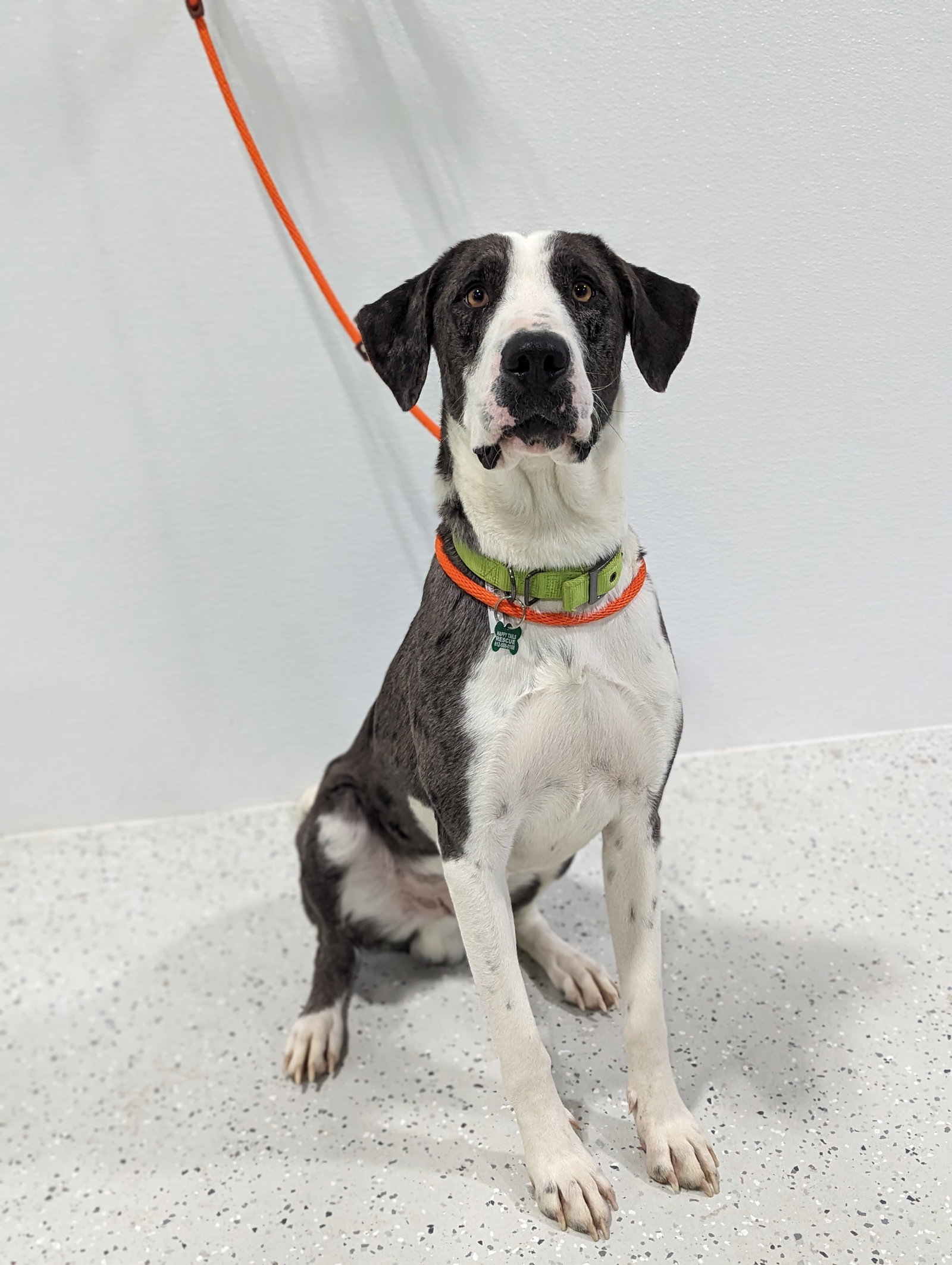 Dog for Adoption - Mr Grey, a Great Dane in Harris, MN | Alpha Paw