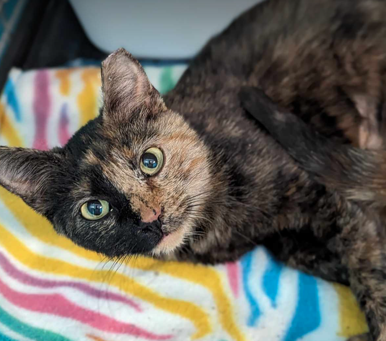 Cats for Adoption in Oak Park Heights, Minnesota | Alpha Paw