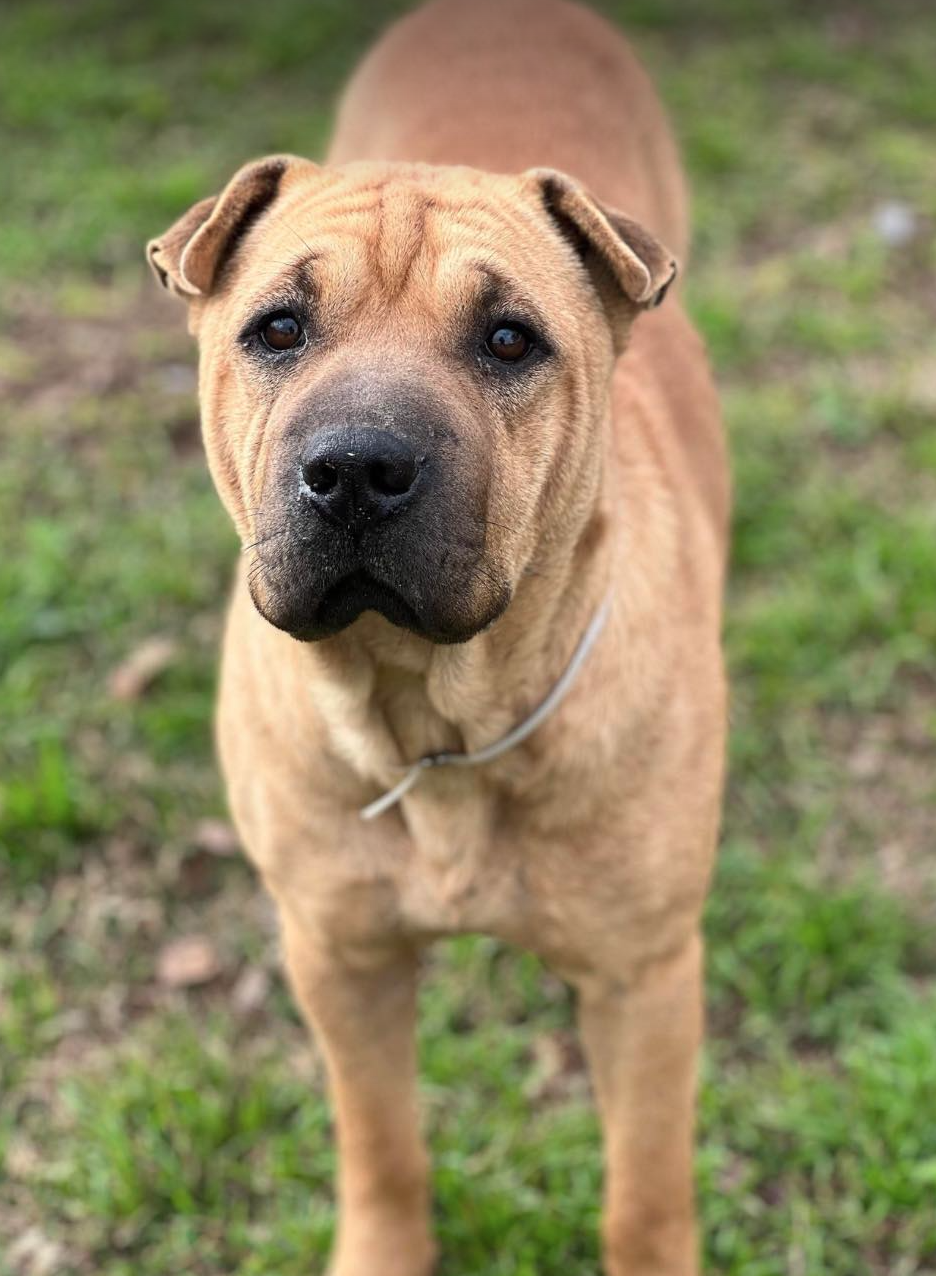 Dog for Adoption - Blossom Dog, a Shar Pei in Roseville, MN | Alpha Paw