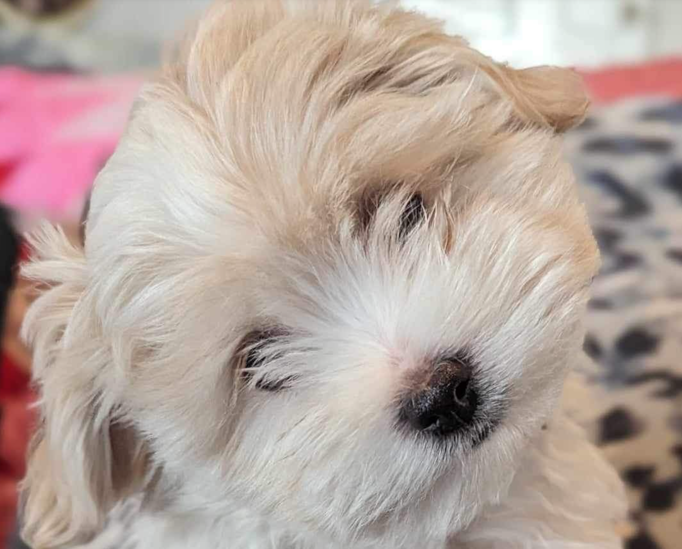 Dog for Adoption - Coco, a Maltese in Coon Rapids, MN | Alpha Paw