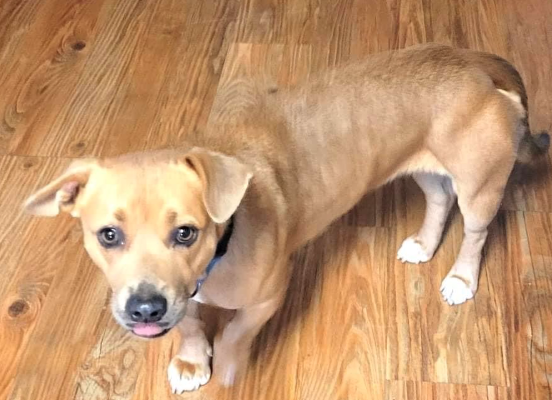 Dog for Adoption - blossom, a Dachshund in Columbia Heights, MN | Alpha Paw