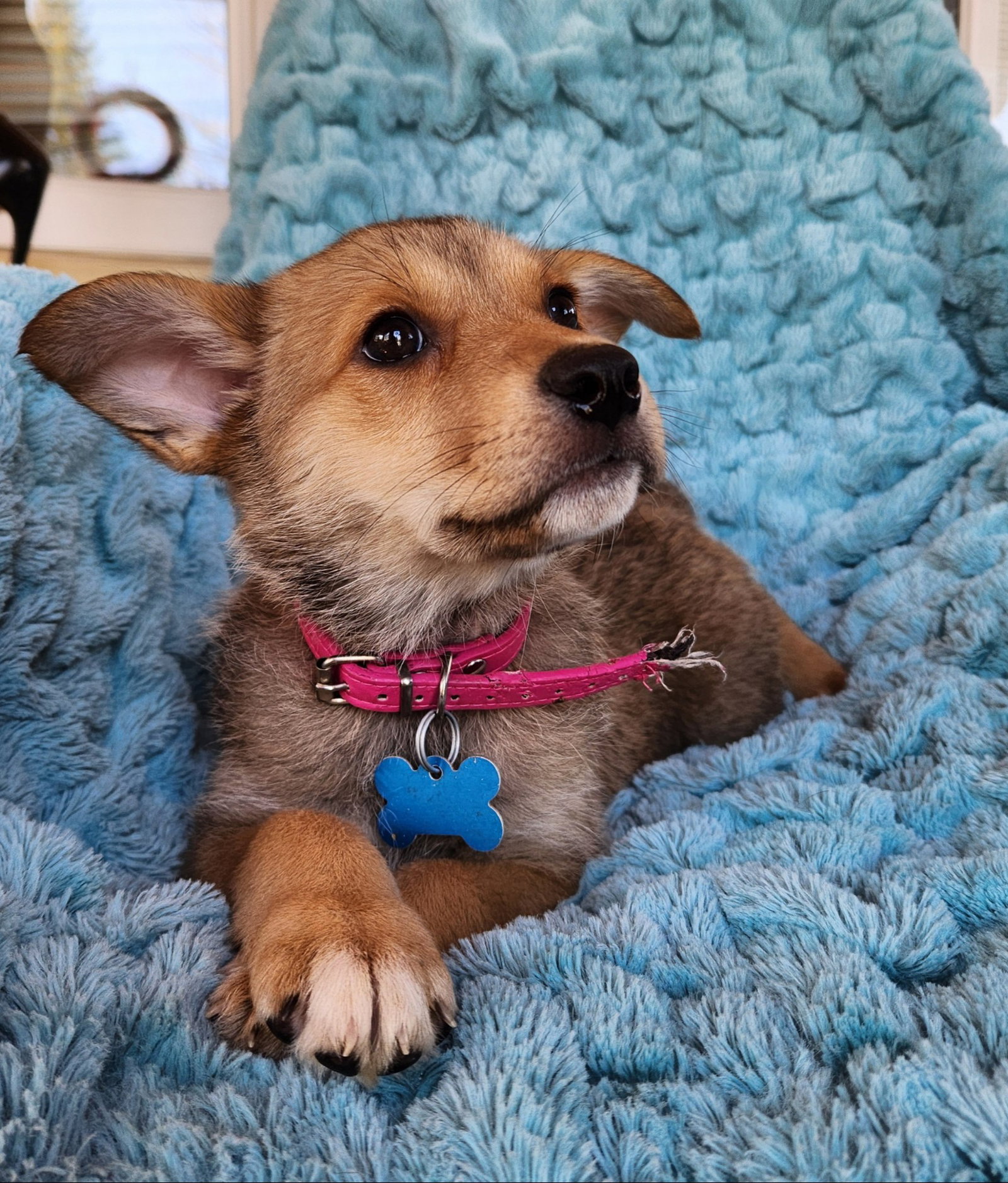 Dog adoption in Osseo, MN 55311: German Shepherd Dog / Shepherd Dog ...