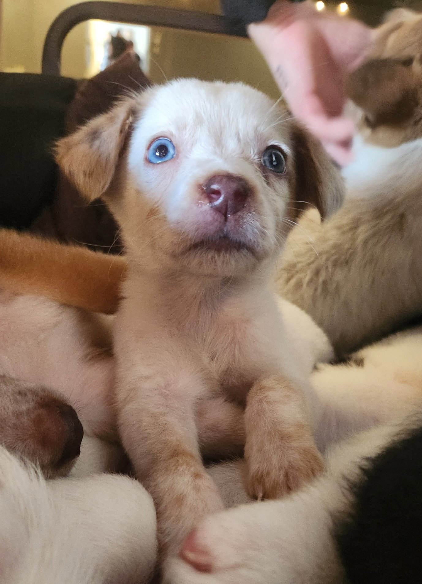 Dog for Adoption - Nadia, a Australian Cattle Dog/Blue Heeler in ...