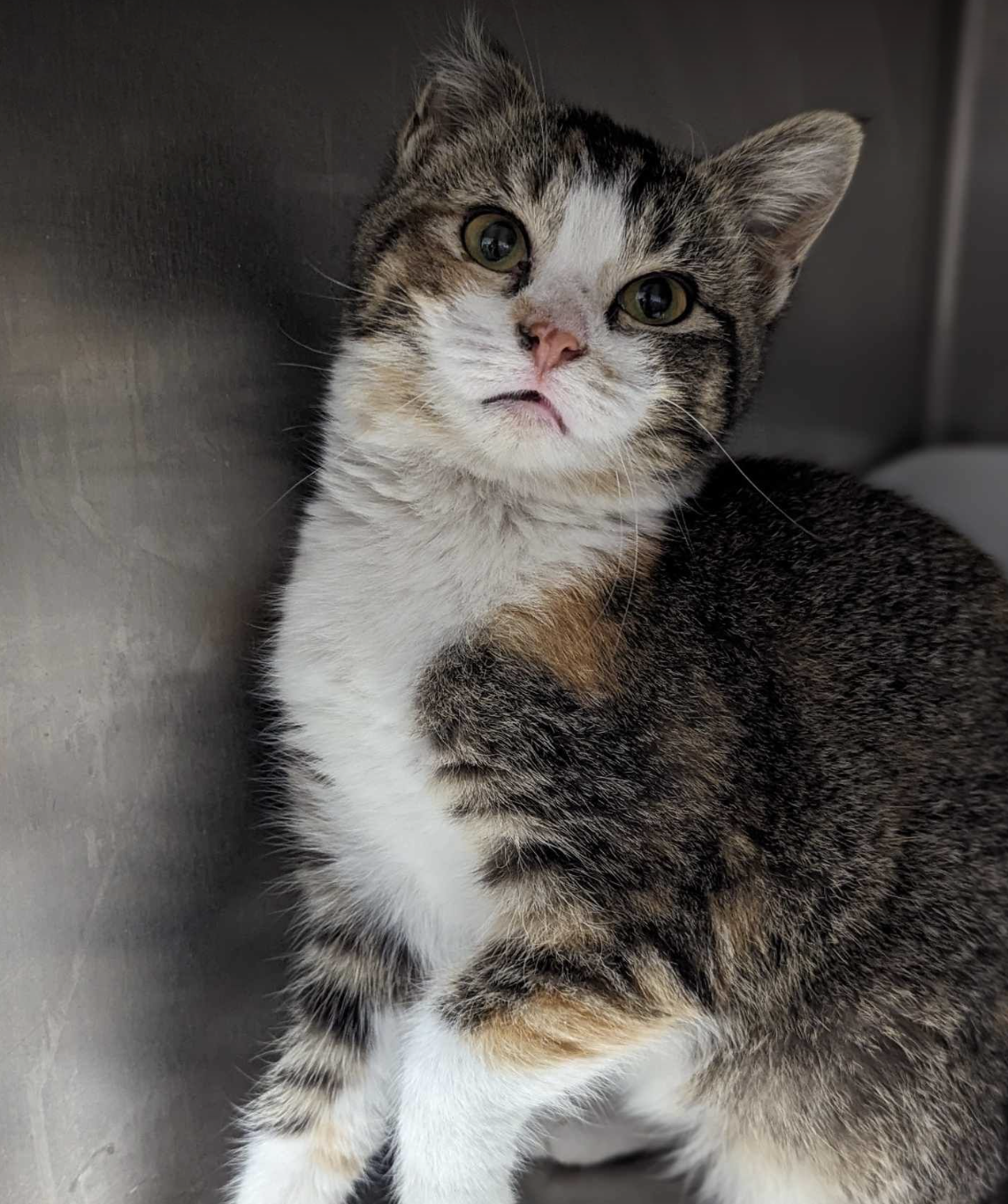 Cats for Adoption in Becker, Minnesota | Alpha Paw