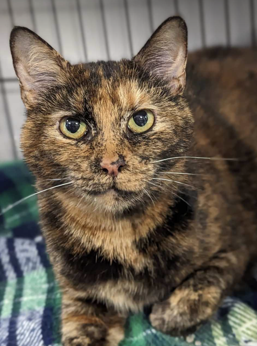 Cats for Adoption in Brooklyn Center, Minnesota | Alpha Paw