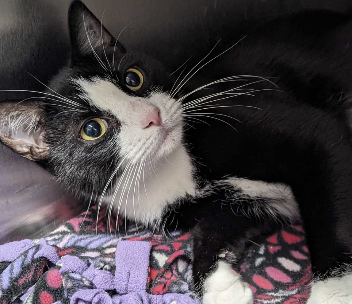 Cats for Adoption in Rogers, Minnesota | Alpha Paw