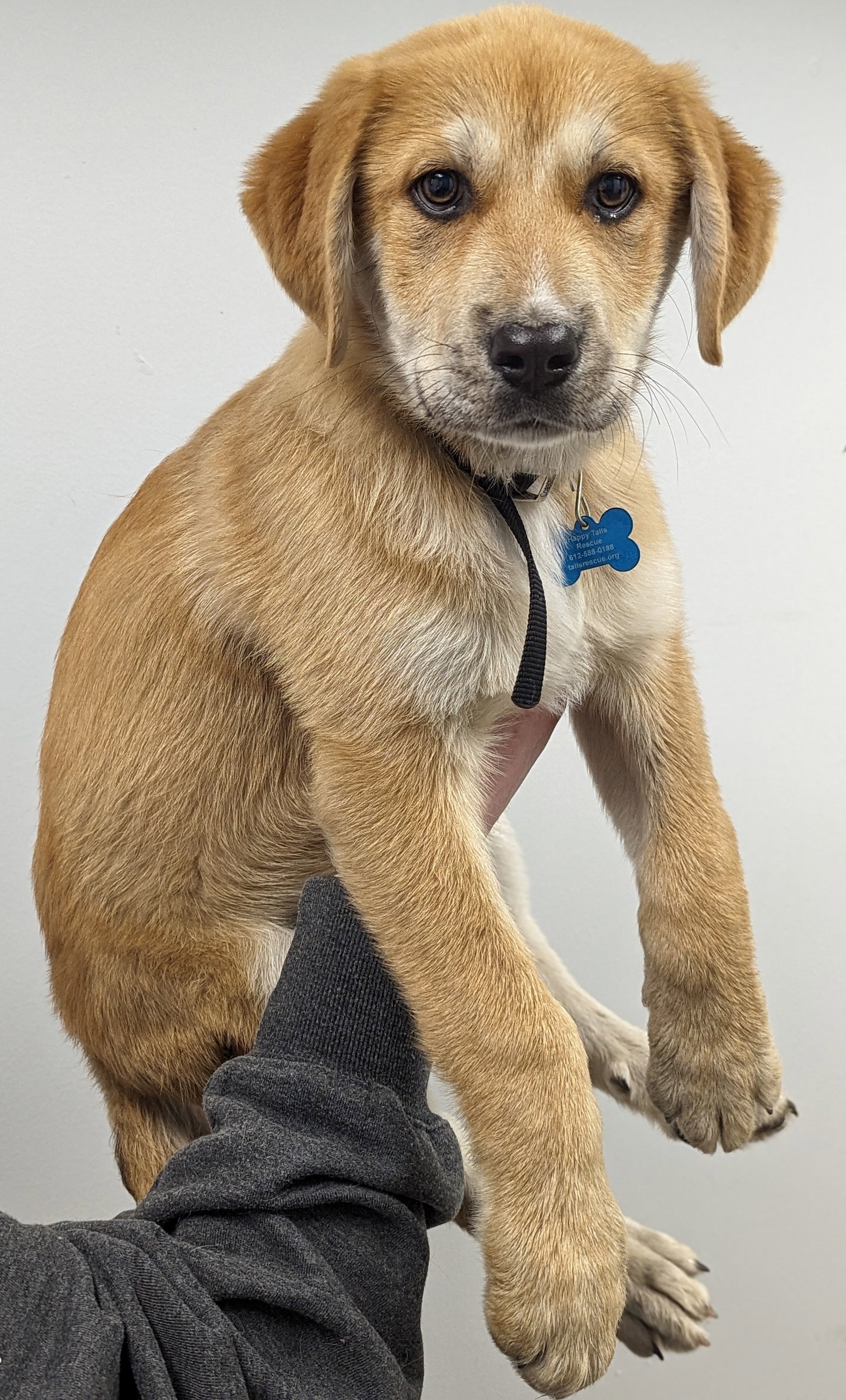 Dog for Adoption - Kerry, a Great Pyrenees in Burnsville, MN | Alpha Paw