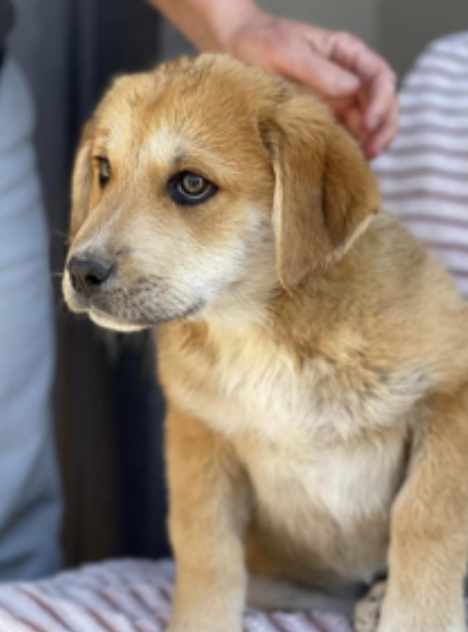 Dog for Adoption - Kerry, a Great Pyrenees in Burnsville, MN | Alpha Paw