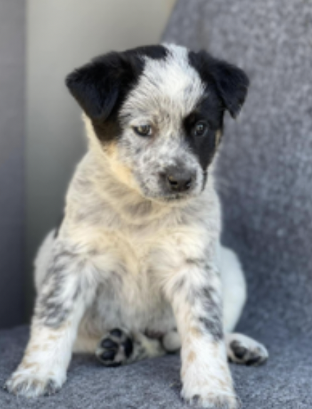 Dog for Adoption - Hal, a Labrador Retriever in Brooklyn Center, MN ...