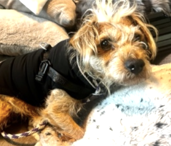 Dog for Adoption - Mr T, a Yorkshire Terrier Yorkie in Eden Prairie, MN ...