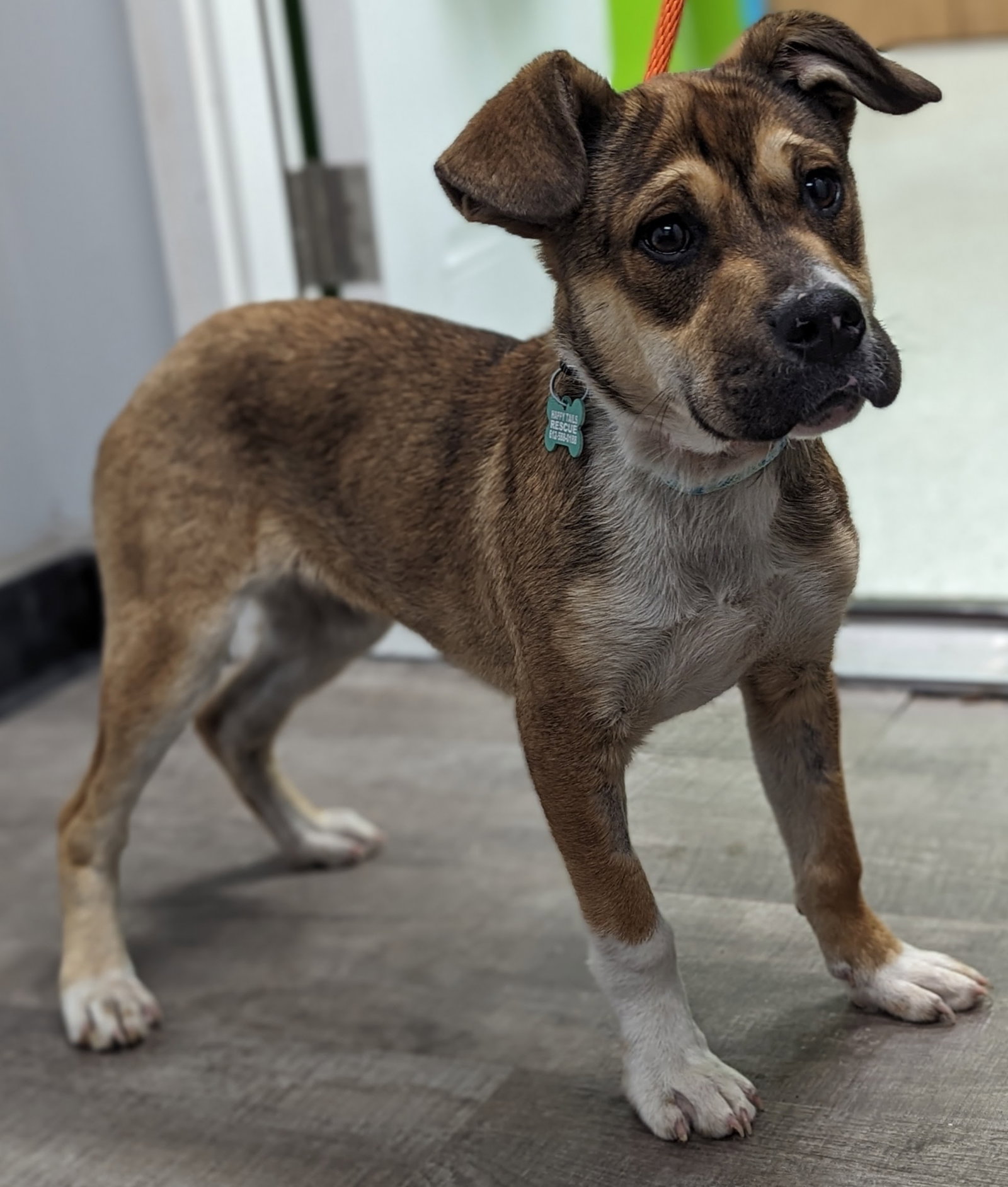 Dog for Adoption - Veronica, a Hound in Roseville, MN | Alpha Paw