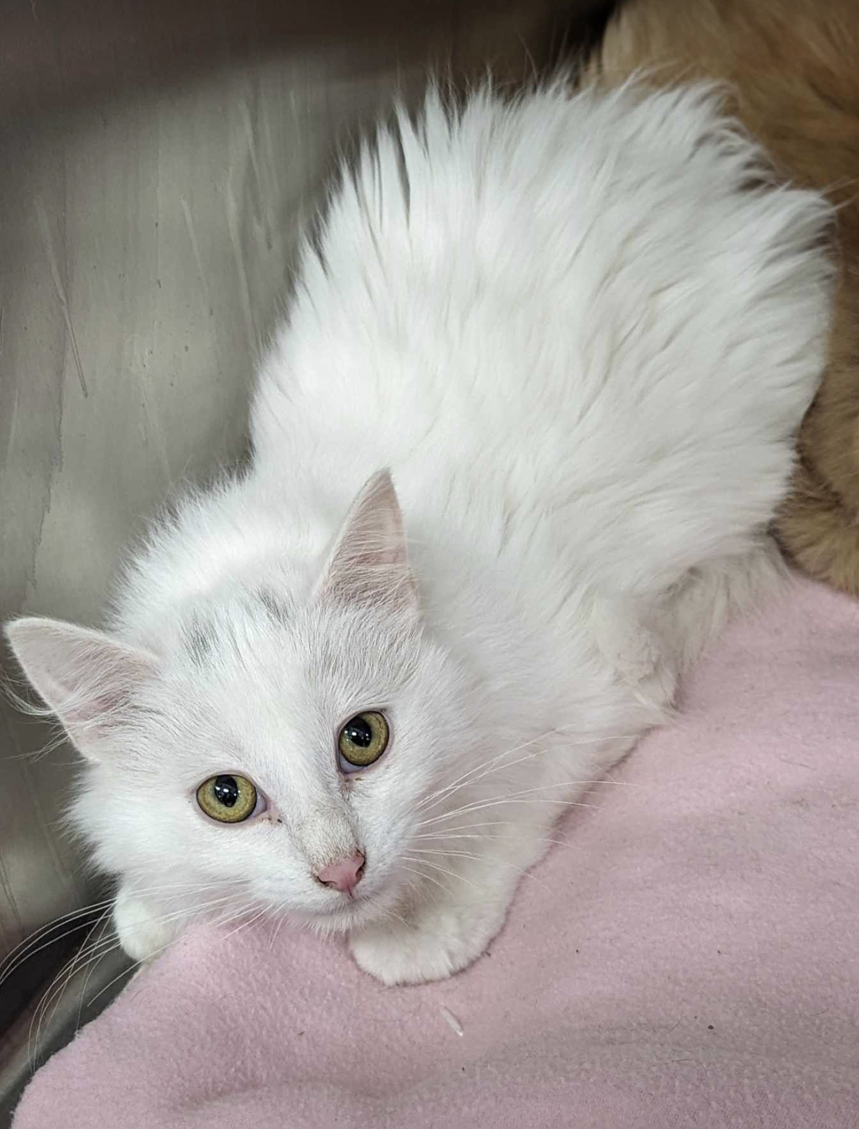 Cats for Adoption in Burnsville, Minnesota | Alpha Paw
