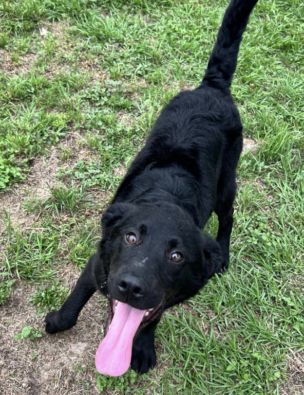 Dog for Adoption - Sasquatch, a Flat-coated Retriever in Edina, MN ...