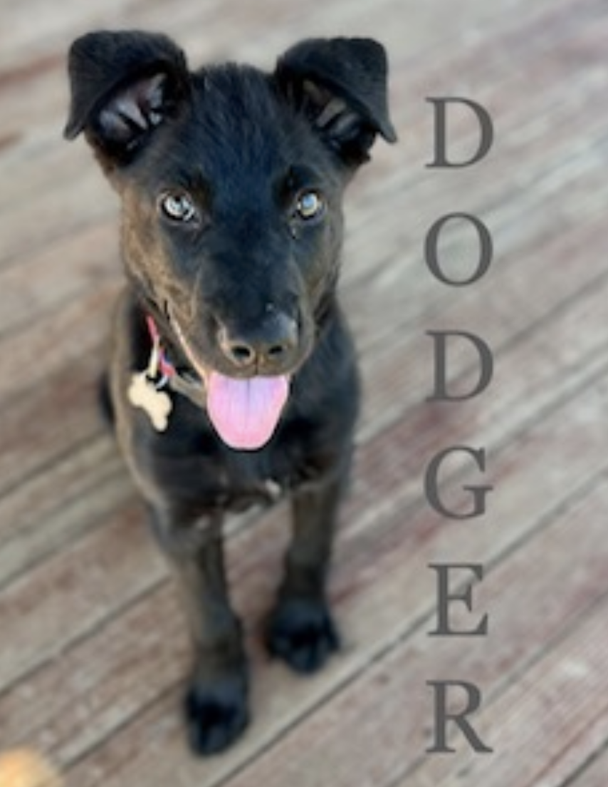 Dog for Adoption - Dodger, a Labrador Retriever in Foley, MN | Alpha Paw